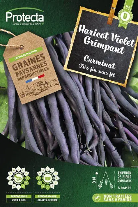 Haricot grimpant violet Carminat 25 g ( Protecta D ) | Central Jardin